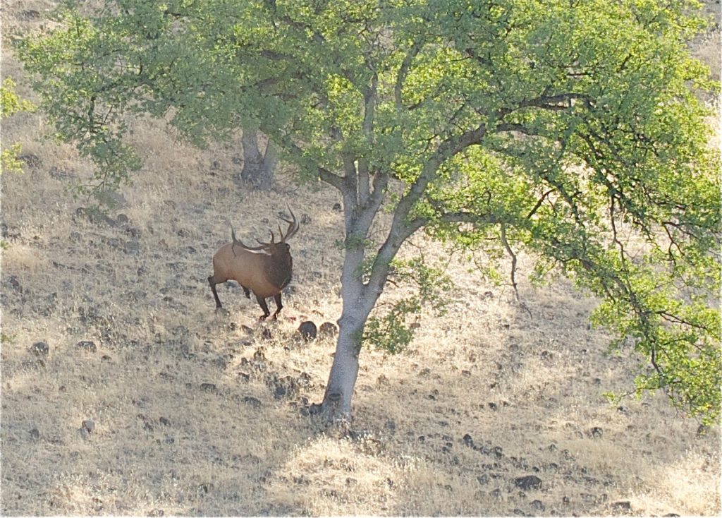 elk-3 - Just For Hunting