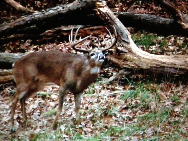 ohio-whitetail-2 - Just For Hunting