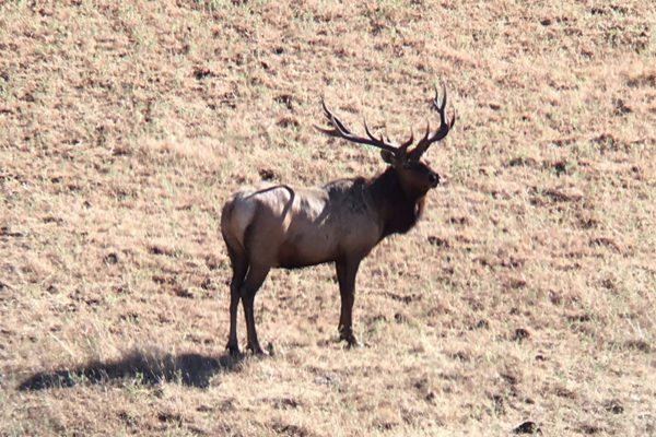 California Elk - Just For Hunting
